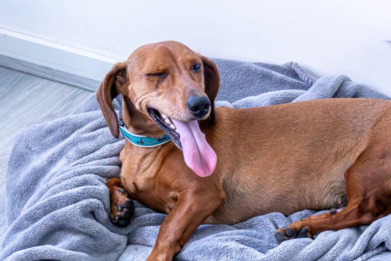 Why Dogs Pant: Normal vs. Excessive | Peak Pet Urgent Care