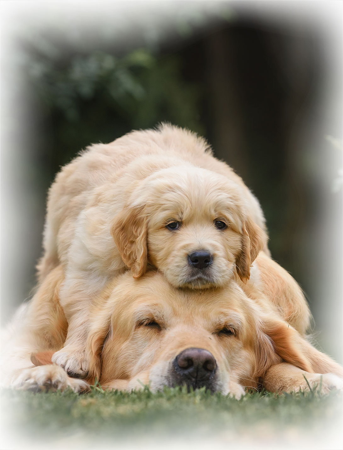 Cesarean Section - Peak Pet Urgent Care