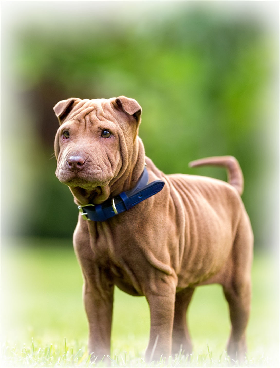 Cystotomy - Peak Pet Urgent Care