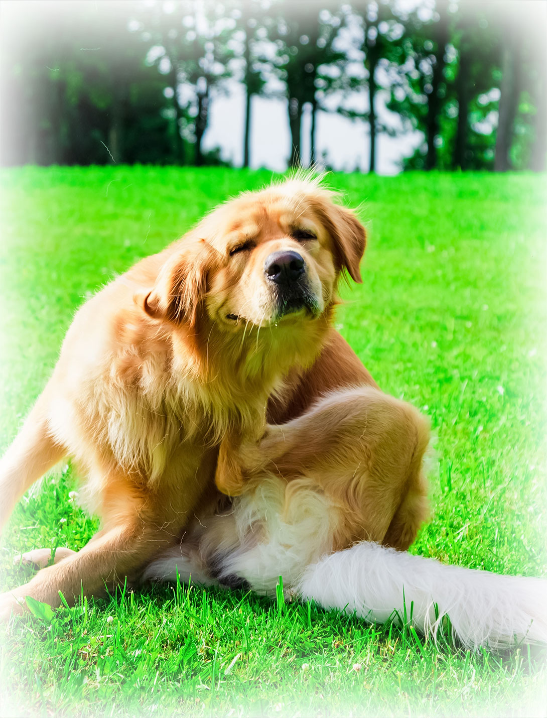 Long Bone Fracture Repair - Peak Pet Urgent Care