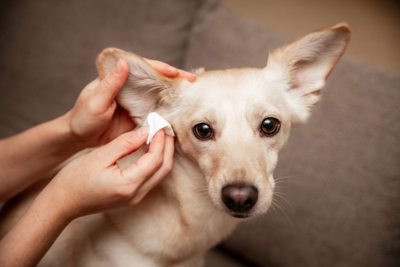 Understanding Dog Ear Infections: Expert Prevention and Treatment ...